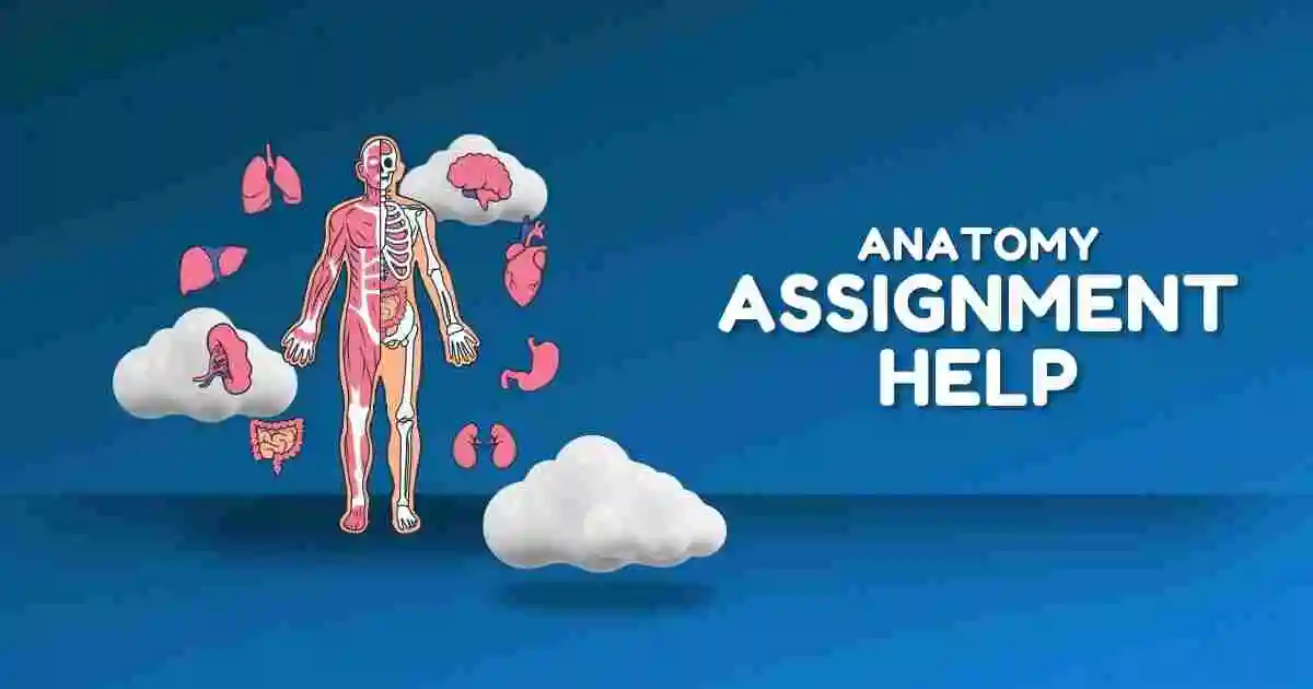 Reliable Anatomy Assignment Help by UK Experts